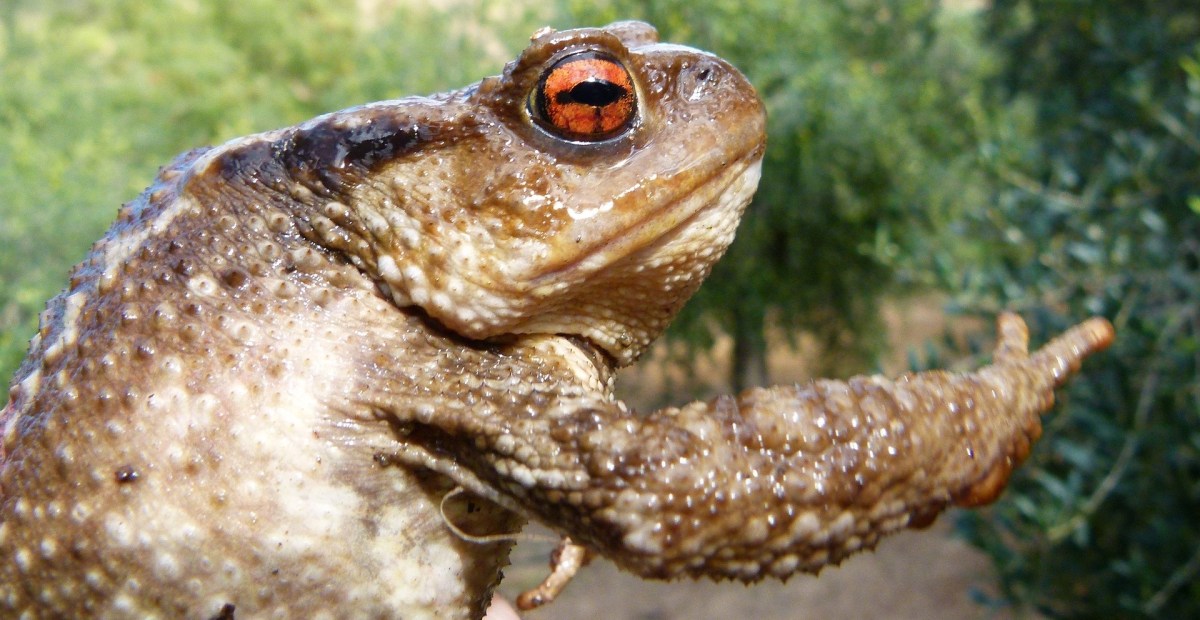 Plantar Warts – Podiatry on Williamson